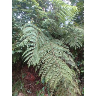 Fern Tree / Paku Pohon / Pakis Gajah / King Fern | Shopee Malaysia
