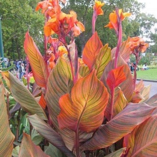 Pokok Bunga Canna Tropicana Gold real plant | Shopee Malaysia