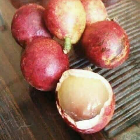 ANAK POKOK MATOA/LONGAN 3 RASA | Shopee Malaysia