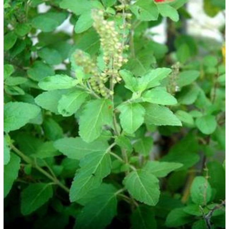 Pokok Holy Basil/ Pokok Tulasi(2 pokok) | Shopee Malaysia