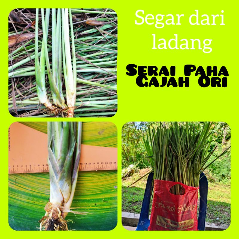 Serai paha gajah - benih murah **sen sebatang | untuk benih tanam ...