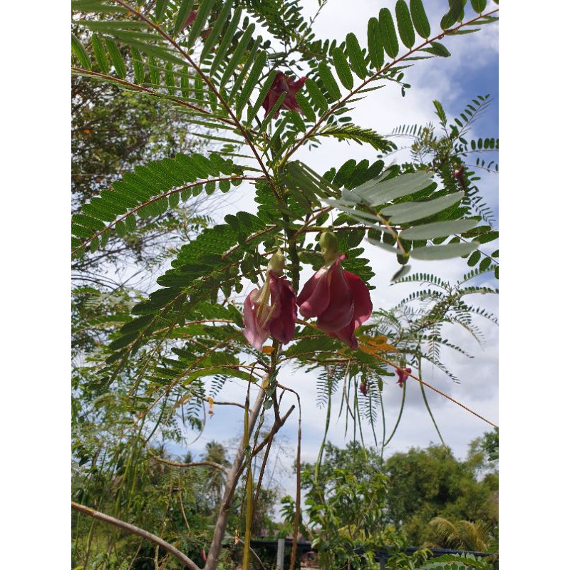 Anak pokok geti (turi) | Shopee Malaysia