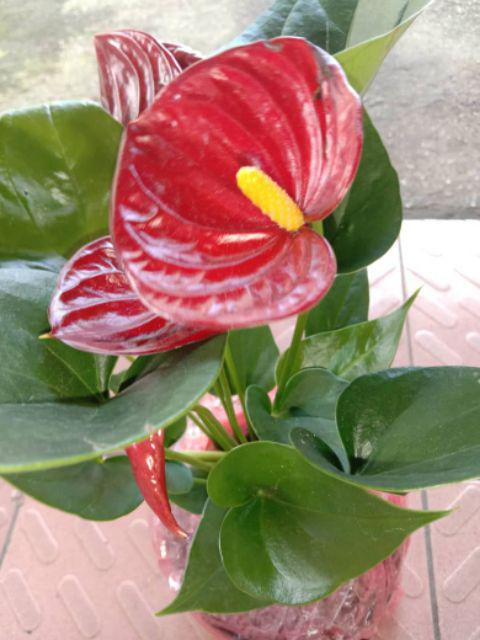 Anak Pokok Bunga Anthurium Merah Dah Berbunga Red Anthurium Live Pot ...