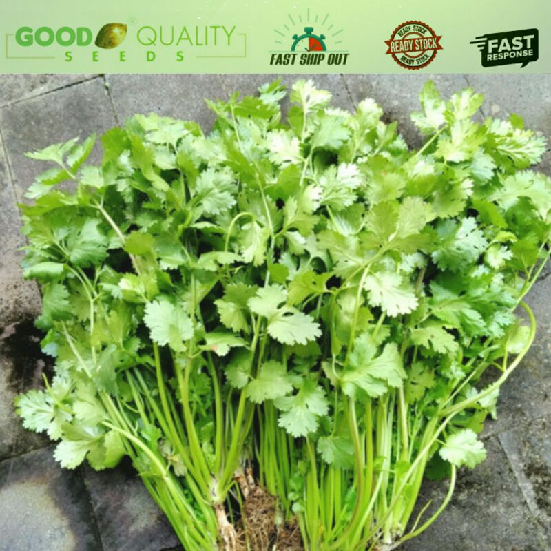 100++pcs biji benih DAUN KETUMBAR/coriander seeds/vegetable seeds ...