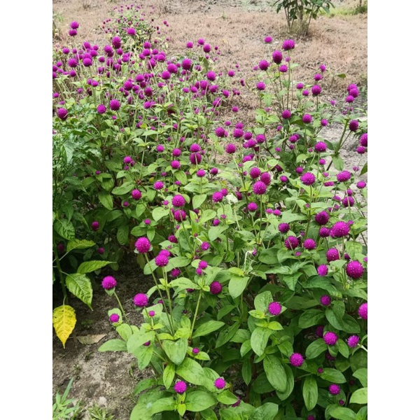 5 Unit Benih Bunga Butang Warna Purple | Shopee Malaysia