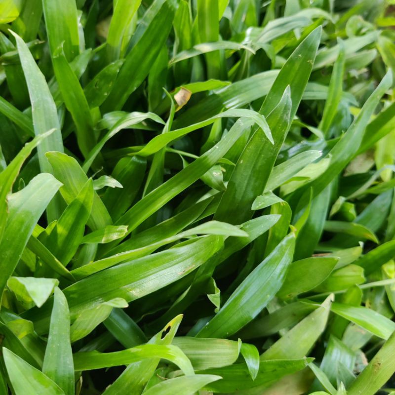 RUMPUT BEIJING/RUMPUT SITI KHADIJAH | Shopee Malaysia