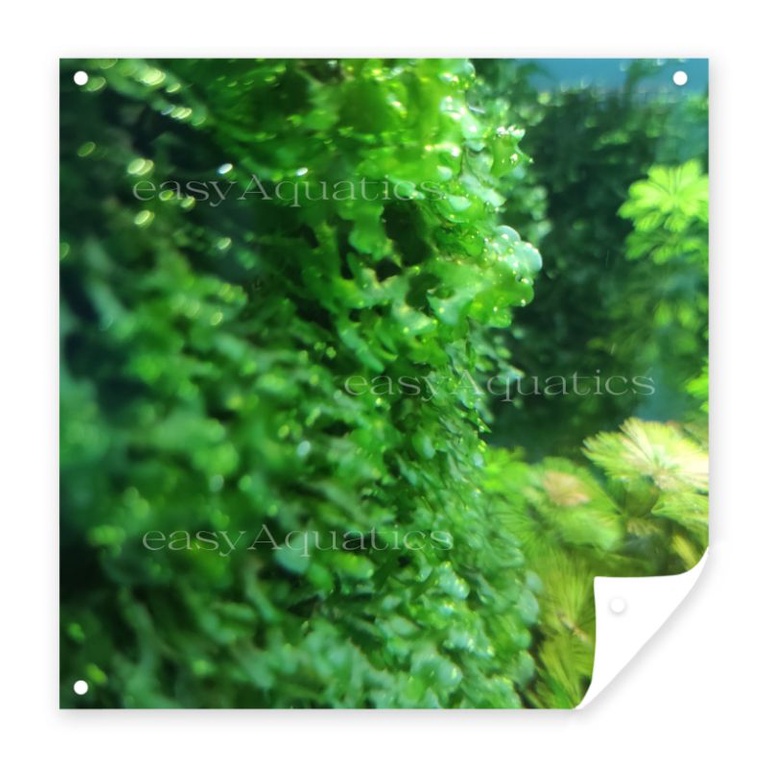 Ready Stock*** Aquarium Plants Pelia Moss Aquatic Plants | Shopee Malaysia