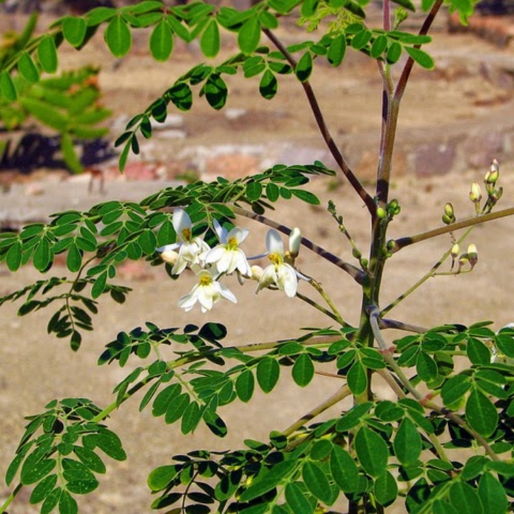Pokok Kelor / Moringa (Moringa oleifera) - Pokok Hidup / Live Plant ...