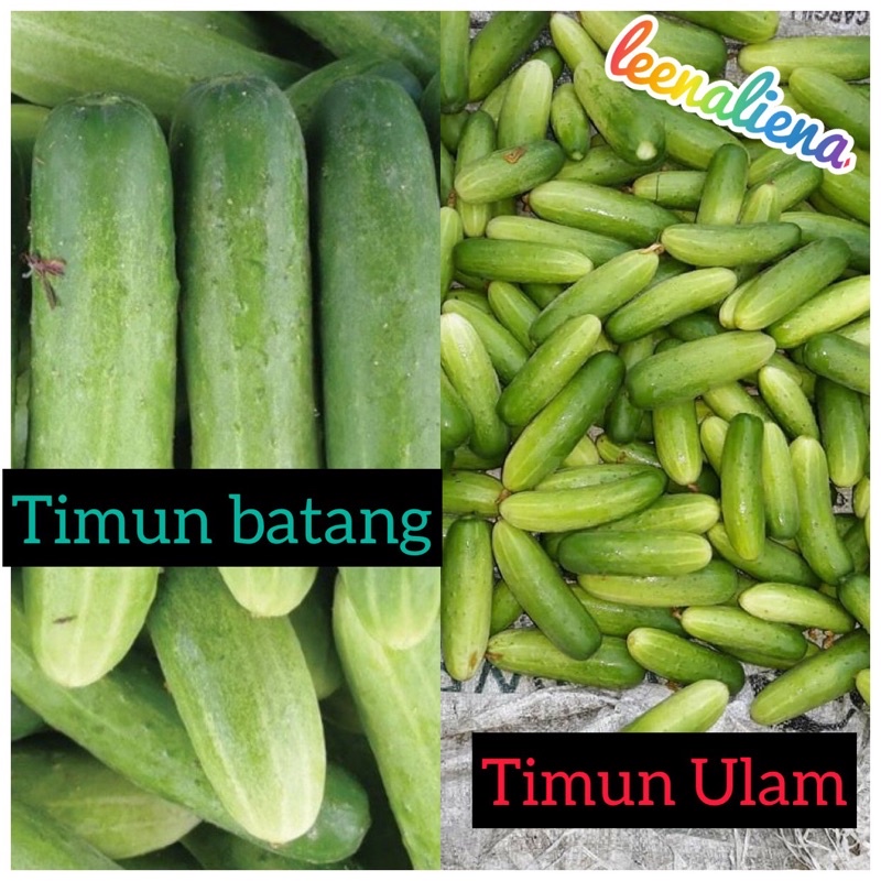 TIMUN BATANG DAN TIMUN ULAM KECIL SEGAR | Shopee Malaysia