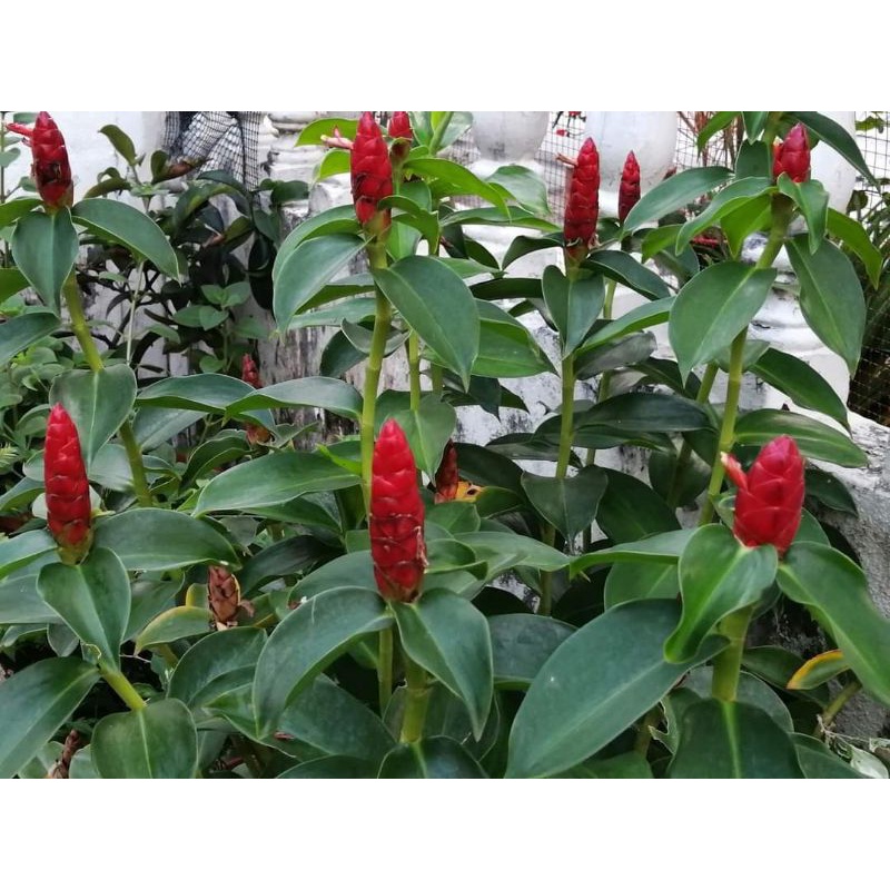 Pokok Bunga Gincu/ Red button ginger lipstick/ setawar halia (saiz ...