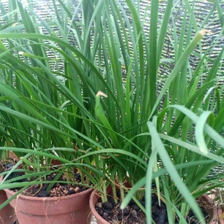 Anak Pokok Kucai Cantik | Shopee Malaysia