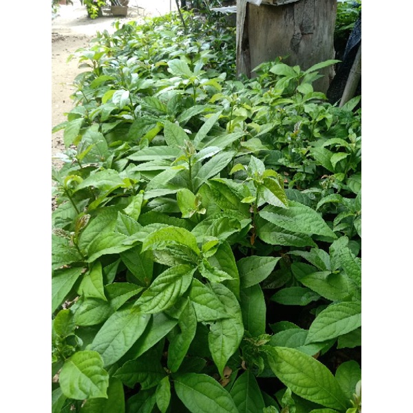 Anak Pokok Avocado Mentega Jumbo Malaysia/ Varieti Persea Americana ...