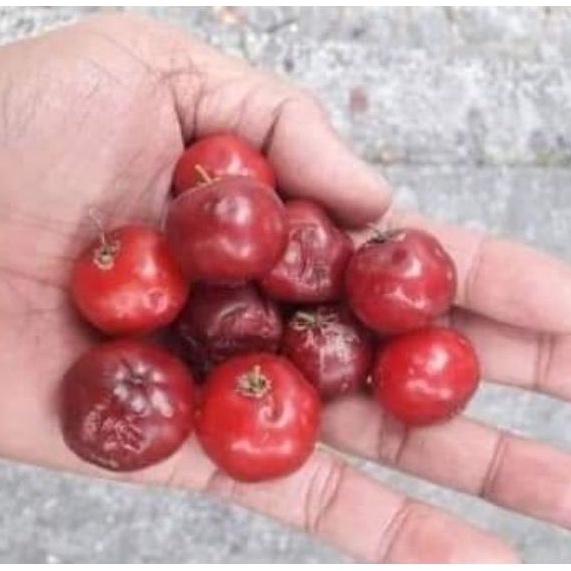 ANAK POKOK BUAH ROKAM | Shopee Malaysia