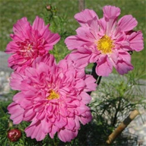 3x Wavy Cosmos Flower Seeds- LOCAL READY STOCKS | Shopee Malaysia