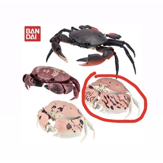 Bandai Gashapon Pink Spotted Flower Crab Calappa Lophos Realistic ...