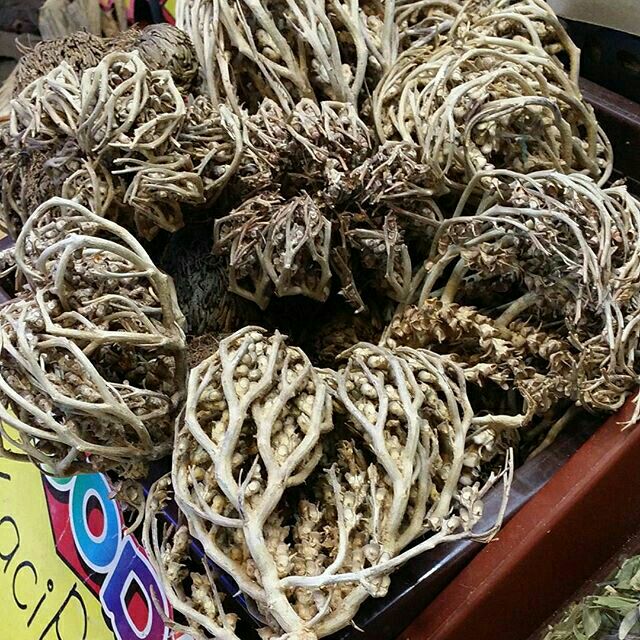 Akar Sanggul Fatimah(Air Selusuh) | Shopee Malaysia