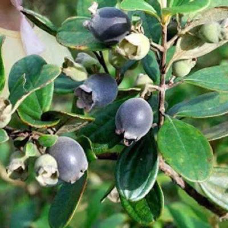 POKOK KEMUNTING Tut pokok kamunting pokok kemunting | Shopee Malaysia