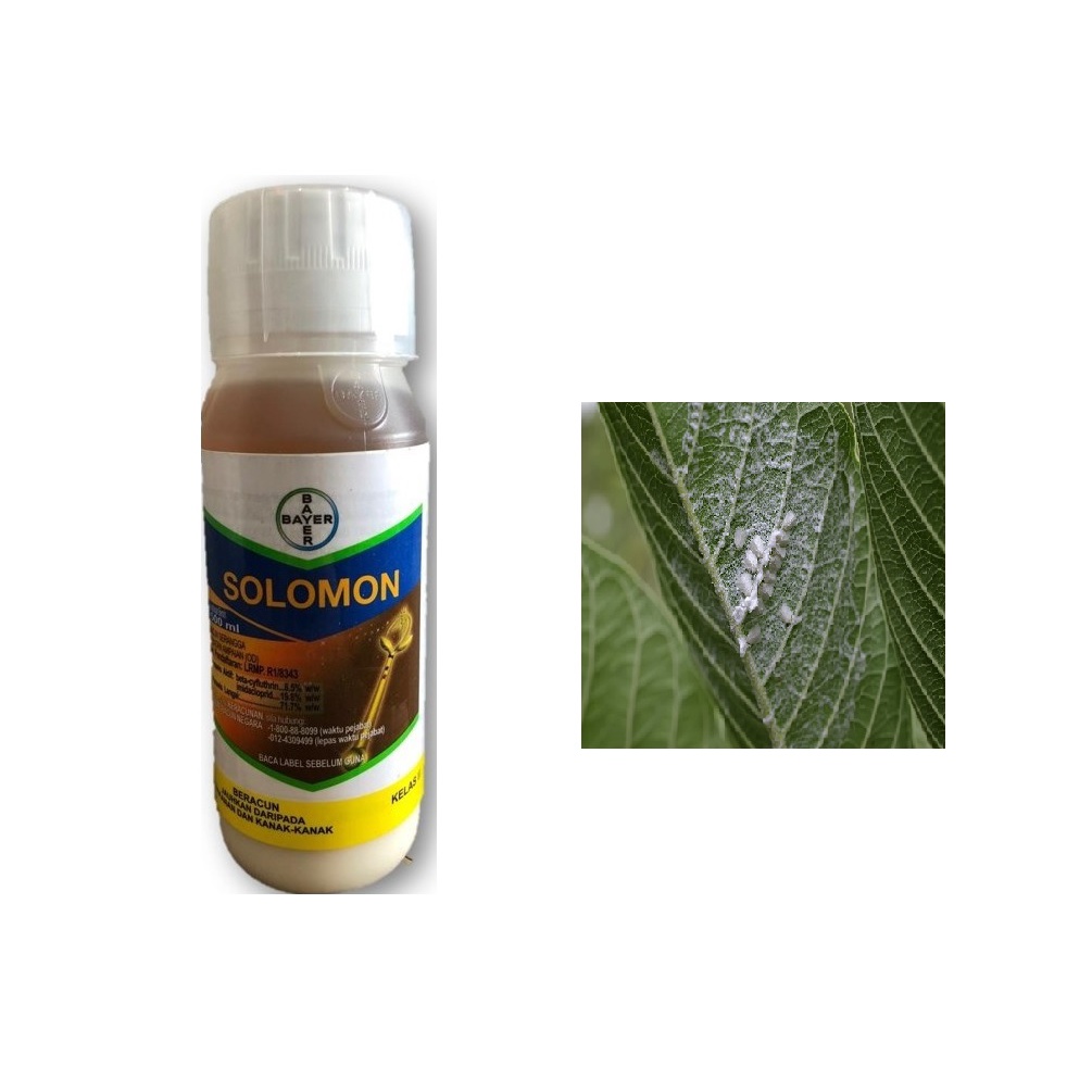Bayer Solomon (500ML) Racun Serangga Thrips Lalat Putih / Whiteflies ...