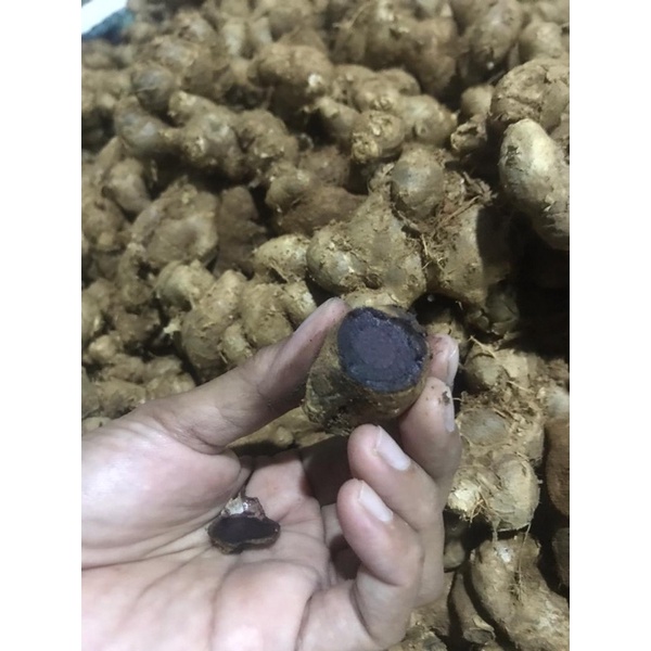 BLACK TUMERIC / KARUMANJAL | Shopee Malaysia