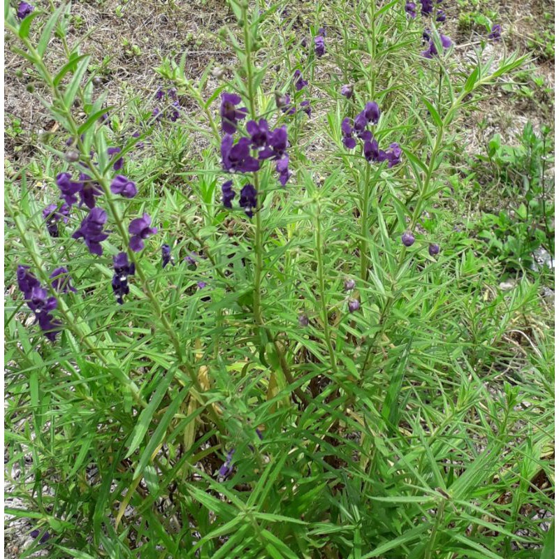 Anak Pokok Bunga Angelonia Dengan Akar ( Purple ) | Shopee Malaysia