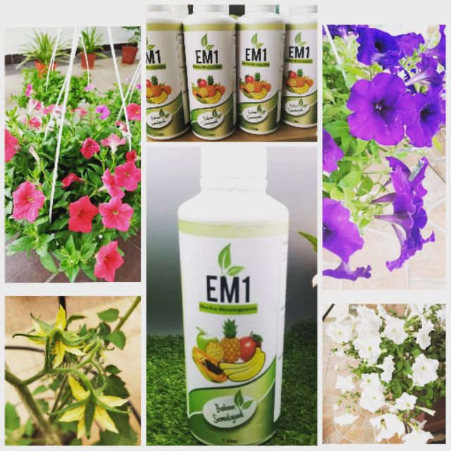 EM1 (Effective Microorganism) untuk Tumbuhan dan Pokok Bunga | Shopee ...