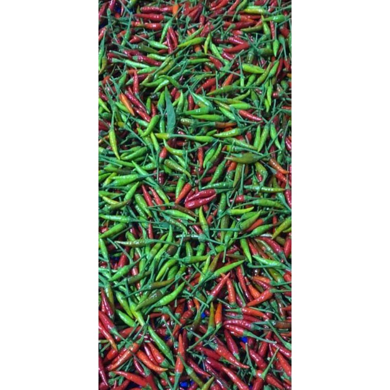 cili BARA segar, pedas berapi.. 500g | Shopee Malaysia