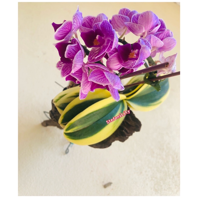 Phal butterfly Vivian Sogo daun bercorak belang hijau kuning | Shopee ...