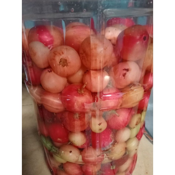 Anak Pokok Buah Rokam/buah jerok masam masam manis(Buah tidak dijerok ...