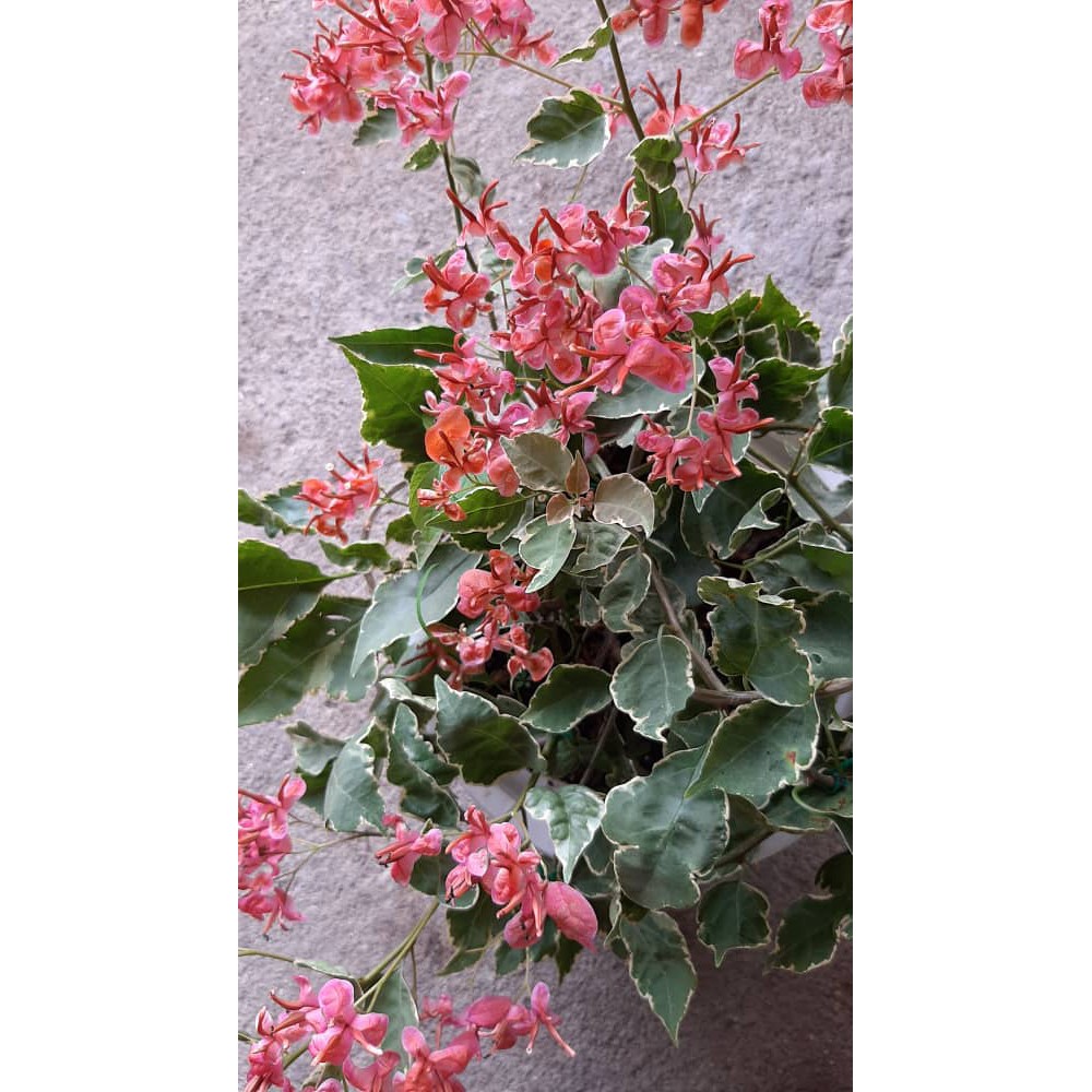 POKOK BUNGA KERTAS BERDAUN CELORENG DAN SPEIAL ID BUNGA | Shopee Malaysia