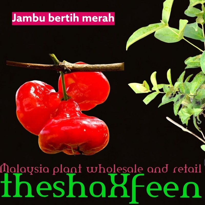 Pokok jambu bertih merah theshaxfeen | Shopee Malaysia
