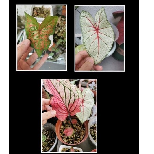 Baby Caladium Keladi Set (butterfly, white queen, strawberry infinity) | Shopee Malaysia