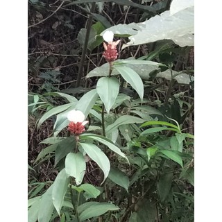 pokok setawar hutan yang cantik dan banyak khasiat perubatan. | Shopee ...