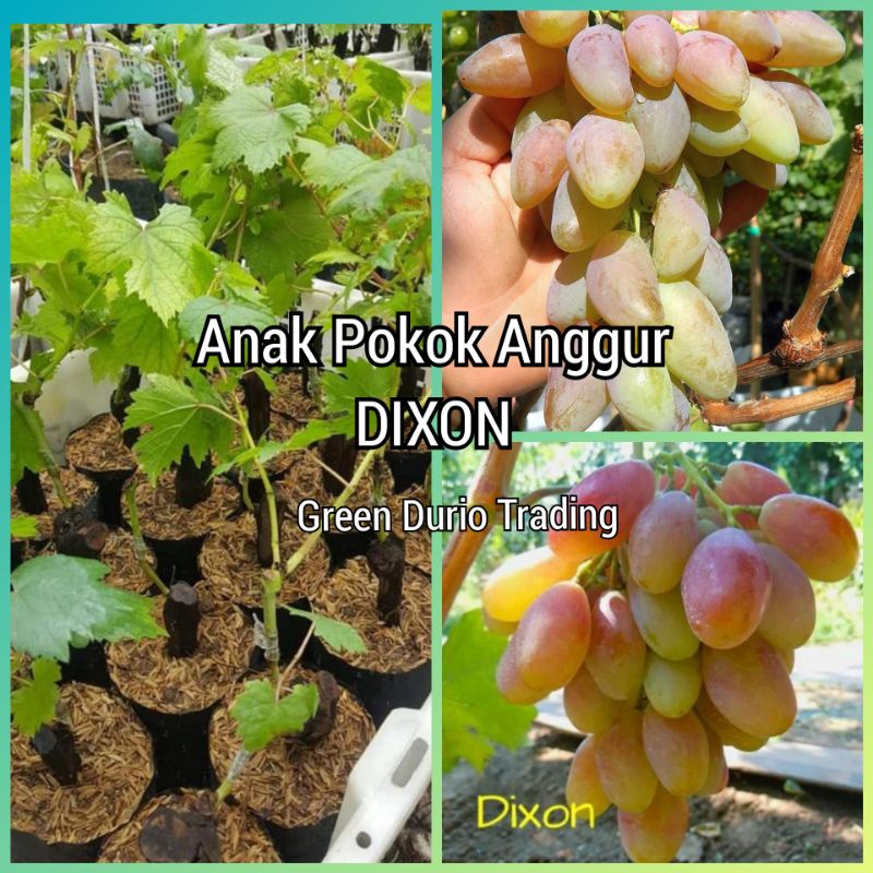 ANAK POKOK ANGGUR DIXON (live plants) | Shopee Malaysia