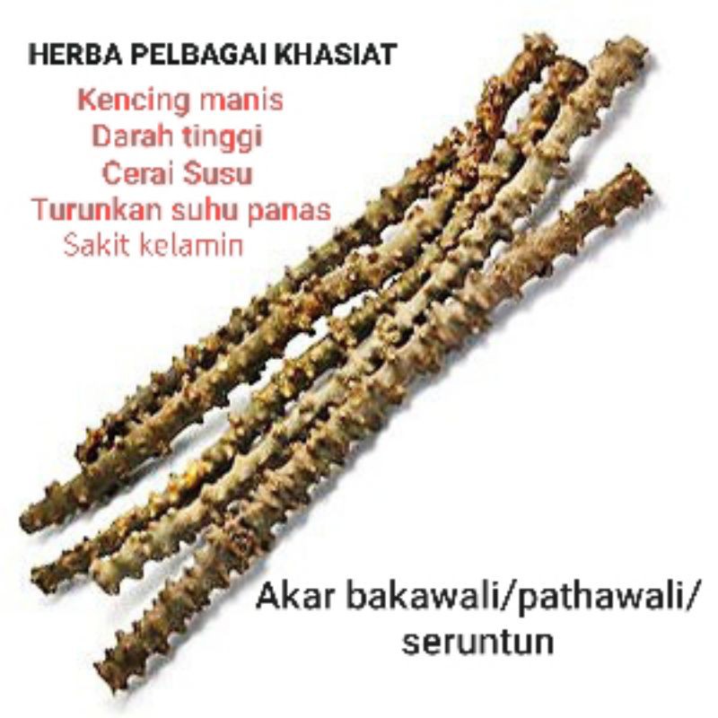 Ready Stok akar bakawali/seruntum/pathawali /patawali segar dari hutan ...
