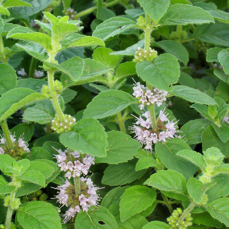 [TO KLANG VALLEY ONLY] Pudina Mentol Jepun / Japanese Peppermint ...