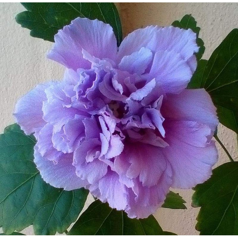 [Anak Pokok. Keratan Bunga Raya Kelopak Berlapis - 6 cutting mix color ...