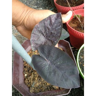 Caladium Black Magic | Shopee Malaysia