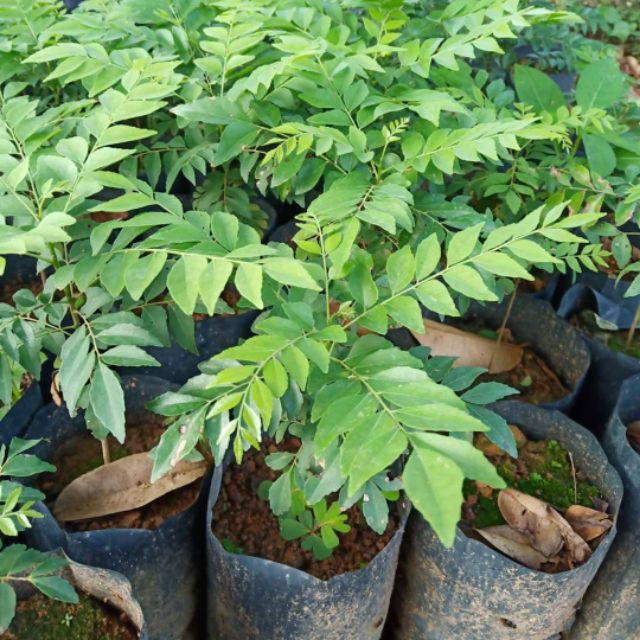 Anak Pokok daun kari /curry leaf plant /咖喱叶树苗 /ต้นใบกะหรี่ | Shopee ...