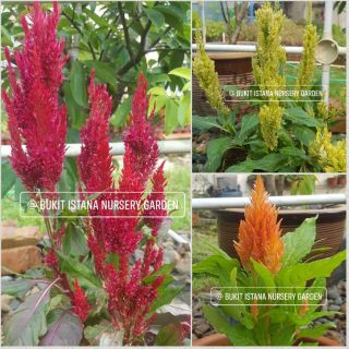 Ecopack - Anak Pokok Bunga Balung Ayam Warna Merah, Kuning dan Oren ...