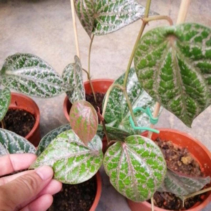 Pokok Sireh Merah | Red Betel Leaf Plant | Sireh RARE (READY STOK ...