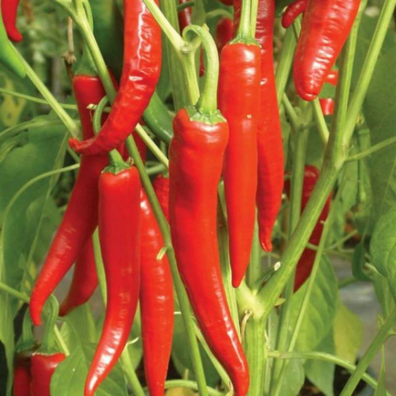 Biji Benih Cili Besar/Kulai Merah 10biji - Repack | Shopee Malaysia