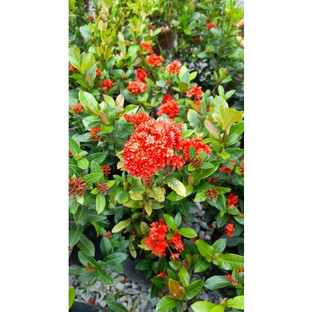 NEW Ixora Jejarum Rose | Shopee Malaysia