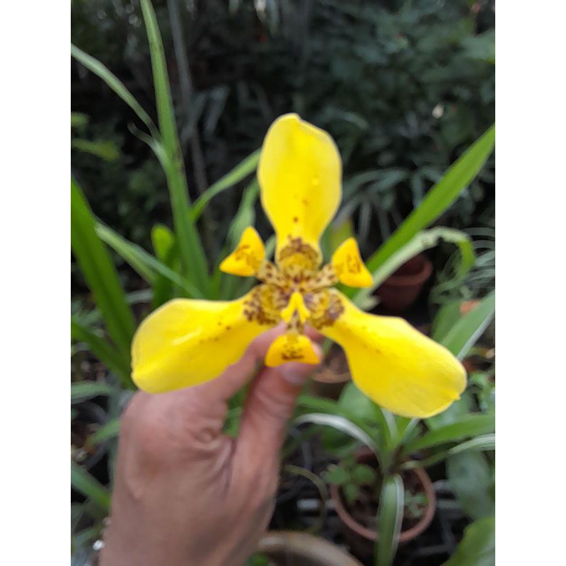 Pokok Bunga Iris Kuning (Orkid Tanah) | Shopee Malaysia