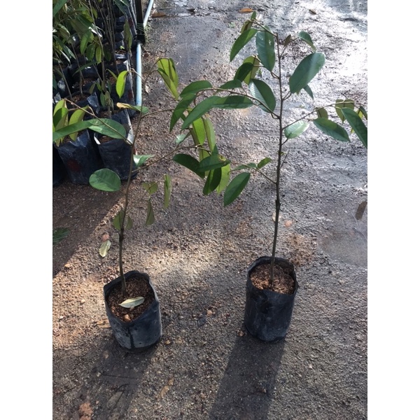 Anak Pokok Durian Chanee / Kani / D123 Hybrid (Thailand) | Shopee Malaysia