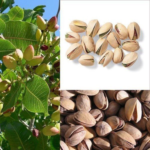 5Pcs Nut Tree Pistachios Seeds Pistacia Rare Fruit Tree Seeds Tropical ...