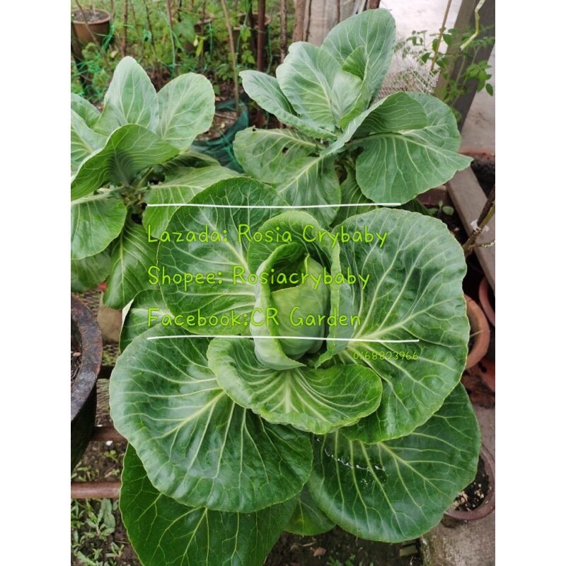 Beef Heart Cabbage 20 seeds 牛心甘蓝20粒 株高35cm左右 可结1.5公斤果子 Plant Height ...