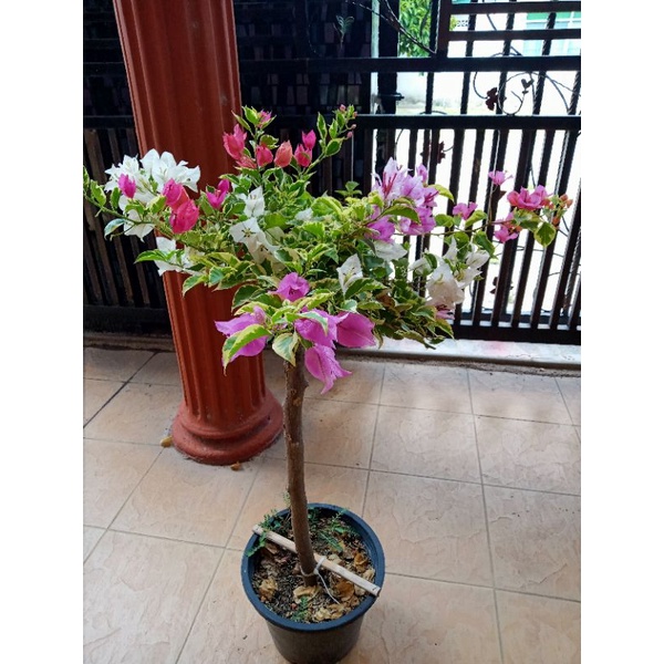 Pokok Bunga Kertas 3 Warna | Shopee Malaysia