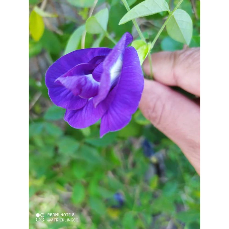 ANAK POKOK BUNGA TELANG BIRU (Butterfly Pea Plant) CLITORIA-TERNA-TEA ...