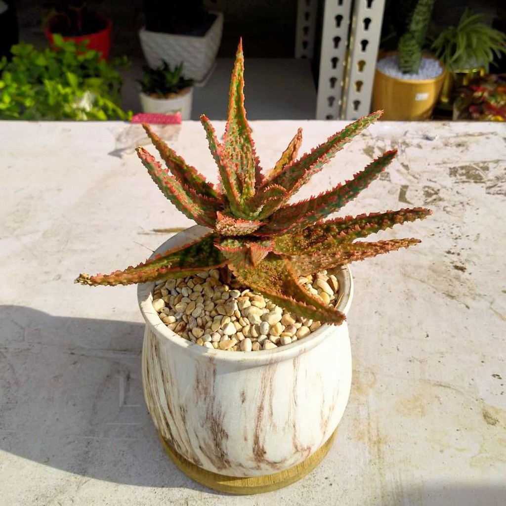 LOVE GARDEN - Package Kaktus Tapak Sulaiman dengan Pasu | Aloe Christmas Carol Cactus | Shopee ...