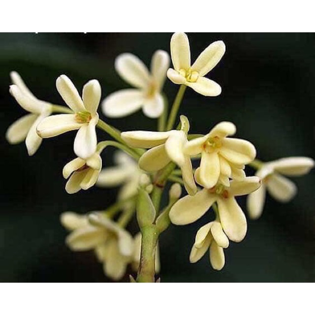 pokok bunga osmanthus fragrans (boleh makan, edible) | Shopee Malaysia